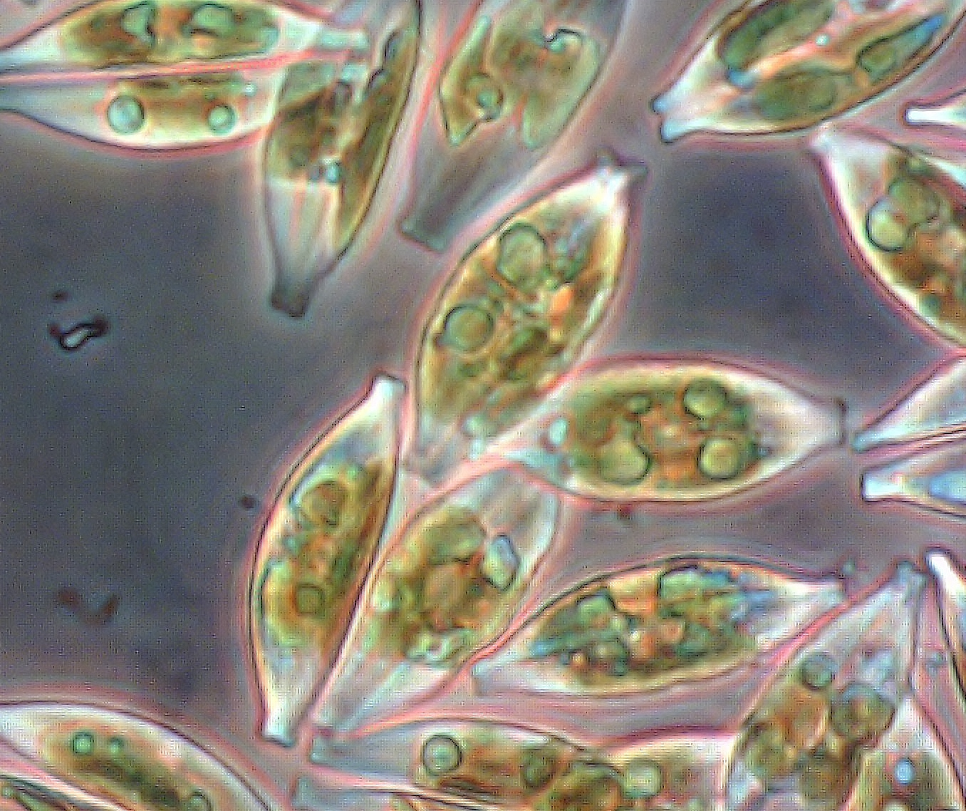 Efficiency enhancement of silicon solar cells by applying a bio-based ...